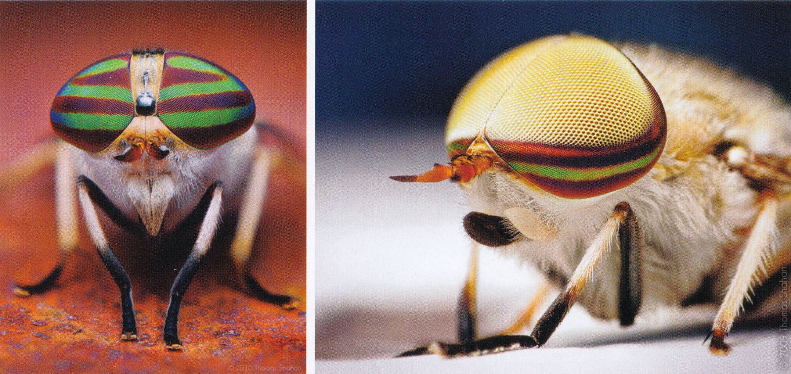 Geweldige variatie aan ogen voor de visuele waarneming (2) - Optische ...